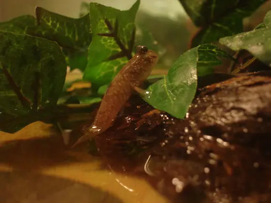 Periophthalmus novemradiatus (Dwarf Indian Mudskipper) — Seriously Fish