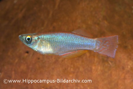 Procatopus nototaenia (Large-finned Lampeye) — Seriously Fish