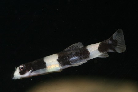 Yaoshania pachychilus – Panda Loach (Protomyzon pachychilus ...