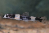 Yaoshania pachychilus – Panda Loach (Protomyzon pachychilus ...