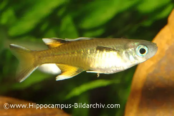 Pseudomugil signifer – Pacific Blue-eye (Atherinosoma jamesonii ...