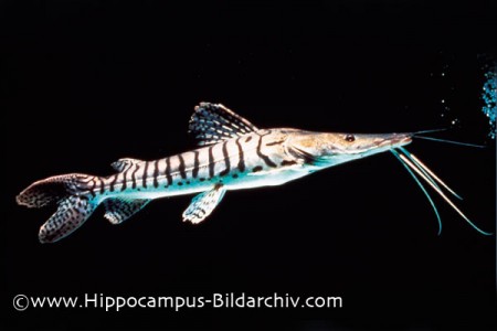 Pseudoplatystoma fasciatum (Barred Shovelnose) — Seriously Fish