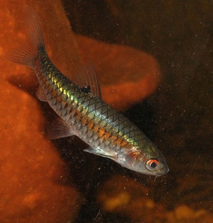 Puntius bimaculatus – Two-spotted Barb (Gnathopogon bimaculatus ...