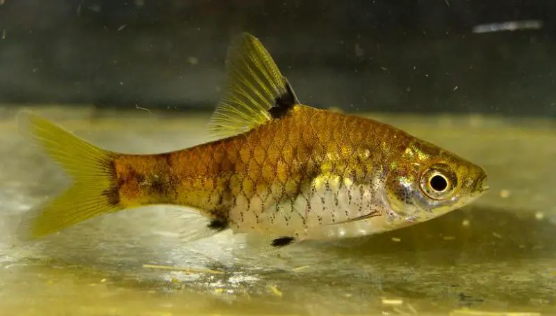 Pethia gelius – Golden Dwarf Barb (Puntius gelius, Cyprinus canius ...