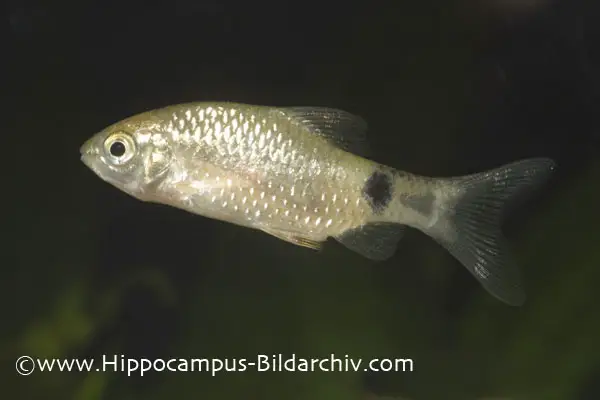 Pethia conchonius – Rosy Barb (Puntius conchonius, Barbus conchonius ...