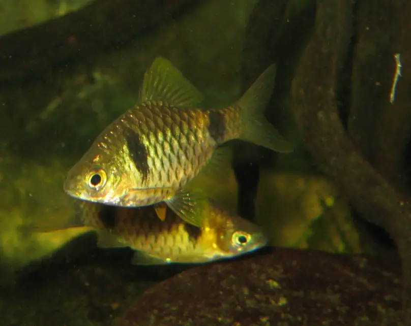 Pethia cumingii – Cuming’s Barb (Barbus cumingii, Puntius cumingii ...