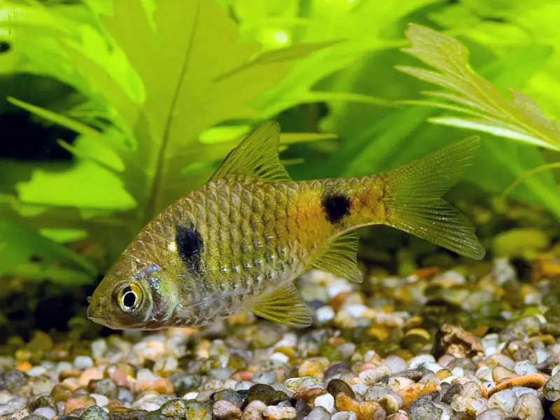 Pethia didi (Puntius didi) — Seriously Fish