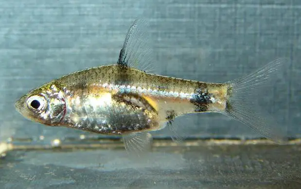 Pethia aurea — Seriously Fish
