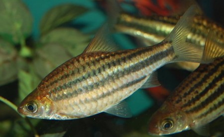 Desmopuntius johorensis – Striped Barb (Puntius johorensis, Puntius ...