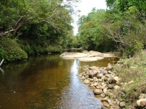 Barbodes kuchingensis – False Spanner Barb (Puntius kuchingensis ...