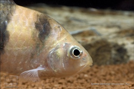 Barbodes lateristriga – Spanner Barb (Barbus lateristriga, Puntius ...