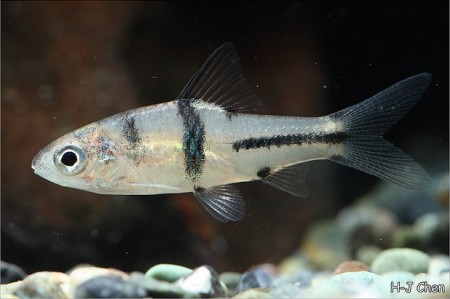 Barbodes lateristriga – Spanner Barb (Barbus lateristriga, Puntius ...