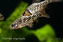 Oliotius oligolepis – Checkered Barb (Capoeta oligolepis, Puntius ...