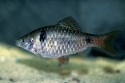 Pethia padamya – Odessa Barb (Puntius padamya) — Seriously Fish