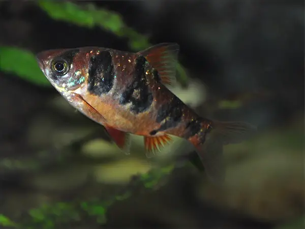 Desmopuntius rhomboocellatus – Snakeskin Barb (Systomus rhomboocellatus ...