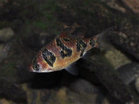 Desmopuntius rhomboocellatus – Snakeskin Barb (Systomus rhomboocellatus ...