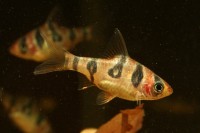 Desmopuntius rhomboocellatus – Snakeskin Barb (Systomus rhomboocellatus ...