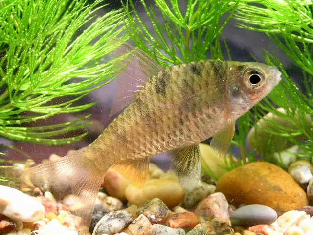 Puntius sahyadriensis – Maharaja Barb — Seriously Fish