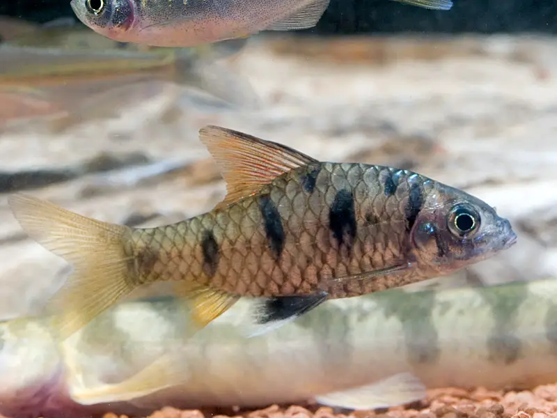 Puntius sahyadriensis – Maharaja Barb — Seriously Fish