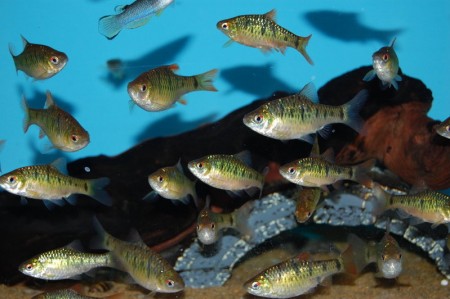 Barbodes semifasciolatus – Golden Barb* (Barbus sachsii, Puntius ...