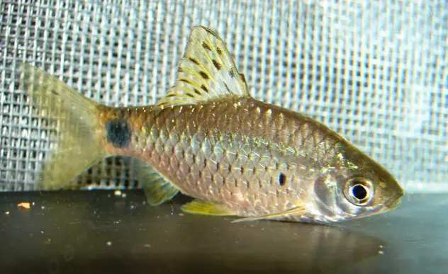 Pethia punctata (Puntius punctatus) — Seriously Fish
