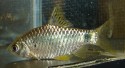 Pethia punctata (Puntius punctatus) — Seriously Fish