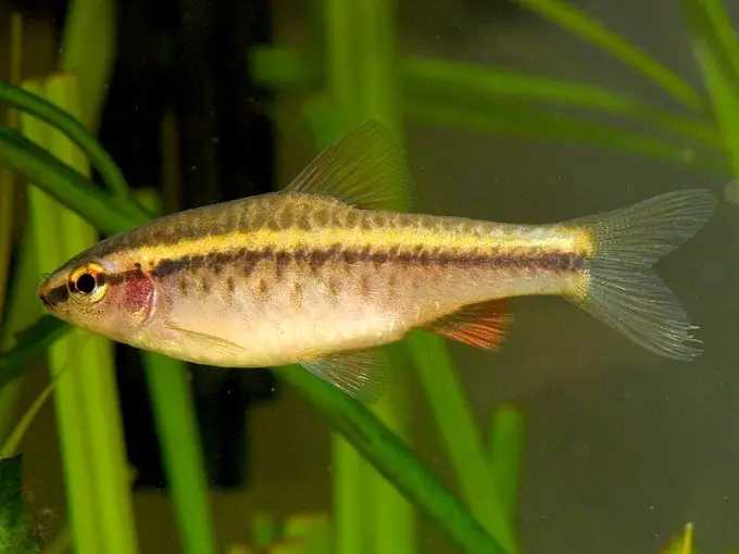 Puntius titteya – Cherry Barb (Barbus titteya, Capoeta titteya ...
