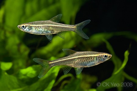 Trigonopoma pauciperforatum – Glowlight Rasbora — Seriously Fish