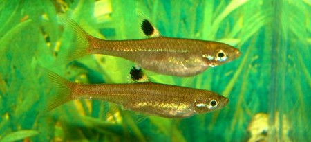 Brevibora dorsiocellata – Eyespot Rasbora (Rasbora dorsiocellata ...