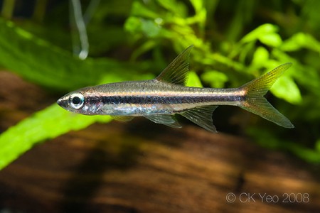 Trigonopoma gracile — Seriously Fish