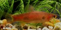 Rasbora kalochroma (Clown Rasbora) — Seriously Fish