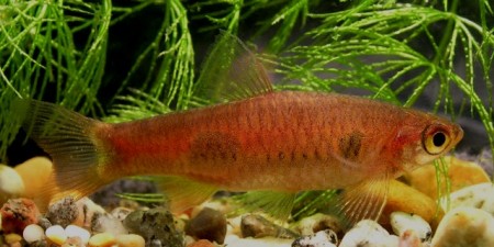 Rasbora kalochroma (Clown Rasbora) — Seriously Fish