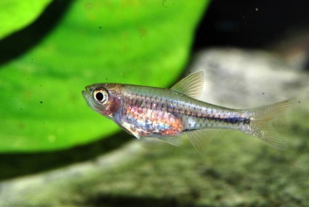 Rasbora lacrimula (Red Cherry Rasbora) — Seriously Fish