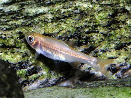 Rasbora lacrimula (Red Cherry Rasbora) — Seriously Fish