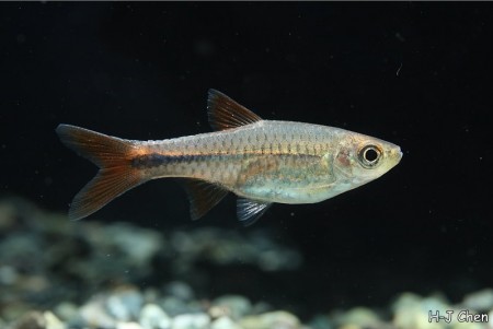 Rasbora lacrimula (Red Cherry Rasbora) — Seriously Fish