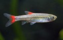 Rasbora rubrodorsalis — Seriously Fish