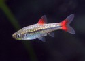 Rasbora rubrodorsalis — Seriously Fish