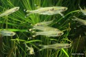 Rasbora trilineata (Scissortail Rasbora) — Seriously Fish