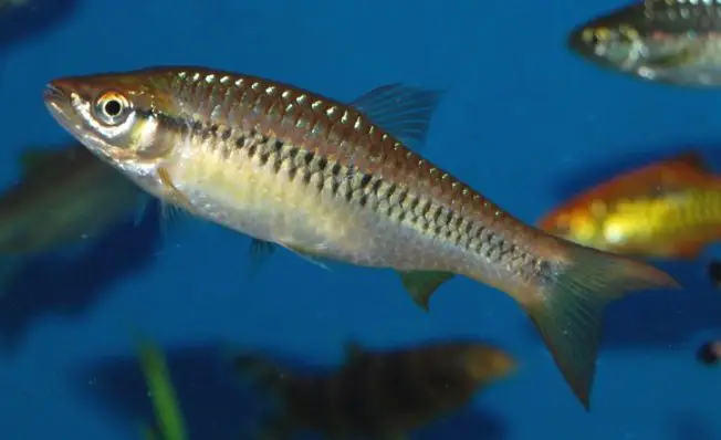 Rasbora cf. dandia — Seriously Fish