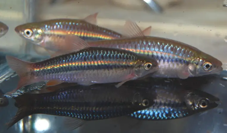 Rasbora cf. dandia — Seriously Fish