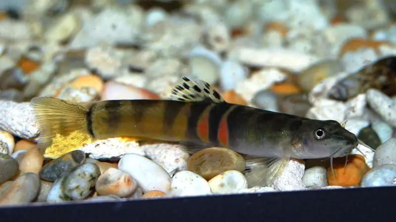 Schistura cf. balteata – Sumo Loach II — Seriously Fish
