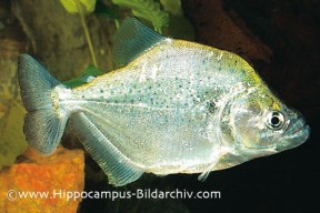 Serrasalmus geryi (Géry's Pirambeba) — Seriously Fish