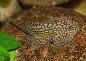 Sewellia lineolata – Tiger Hillstream Loach (Balitora lineolata ...