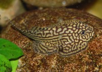 Sewellia lineolata – Tiger Hillstream Loach (Balitora lineolata ...
