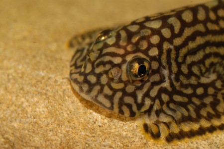 Sewellia lineolata – Tiger Hillstream Loach (Balitora lineolata ...