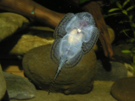 Sewellia lineolata – Tiger Hillstream Loach (Balitora lineolata ...