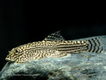 Sewellia lineolata – Tiger Hillstream Loach (Balitora lineolata ...