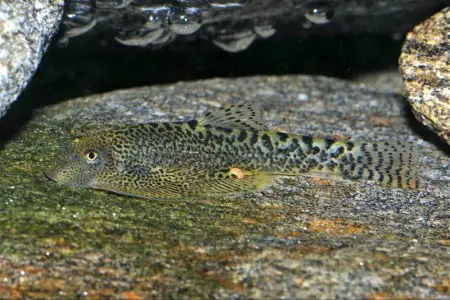 Sewellia sp. ‘SEW04’ — Seriously Fish