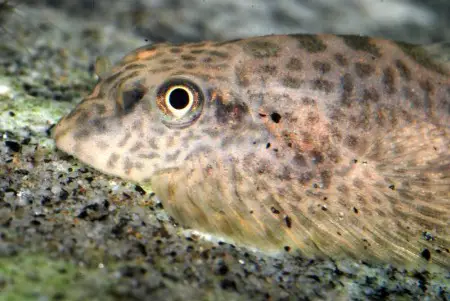 Sewellia speciosa — Seriously Fish