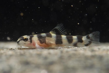 Sewellia sp. ‘SEW01’ – Spotted Butterfly Loach — Seriously Fish